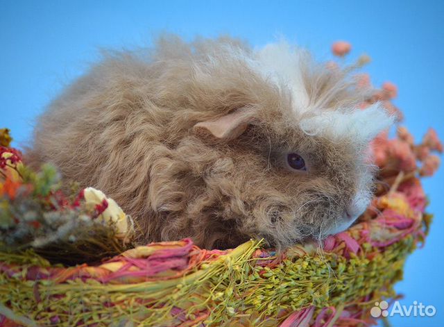 Малышка девочка морской свинки