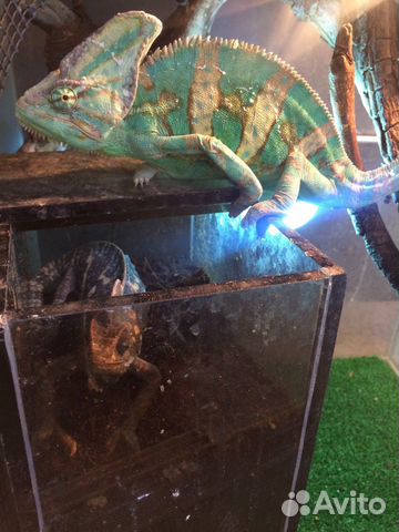 Йеменский хамелеон нашего разведения