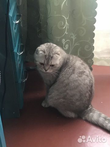 Скотишфолд