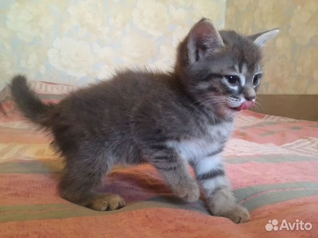 Котенок в заботливые руки