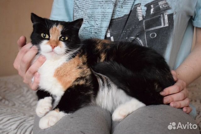 Кошка Ева ищет дом