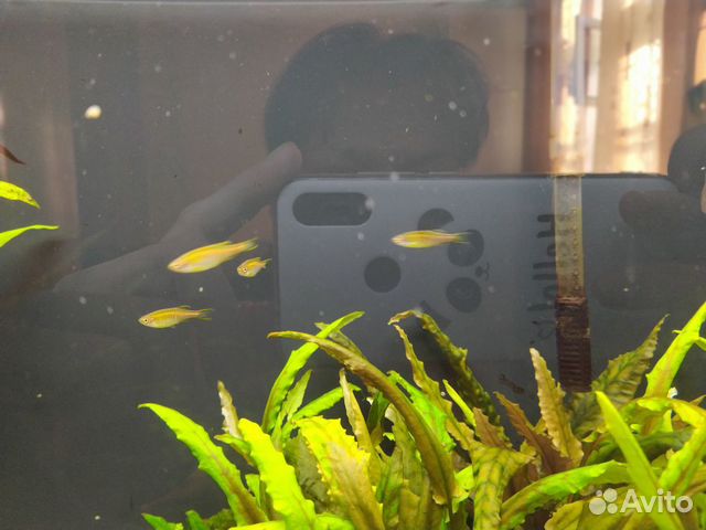 Отдам данио хопра