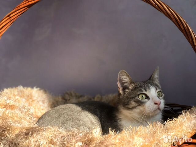 В хорошие руки котёнок девочка Стерилизованая