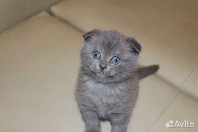 Шотландские веслоухие котята