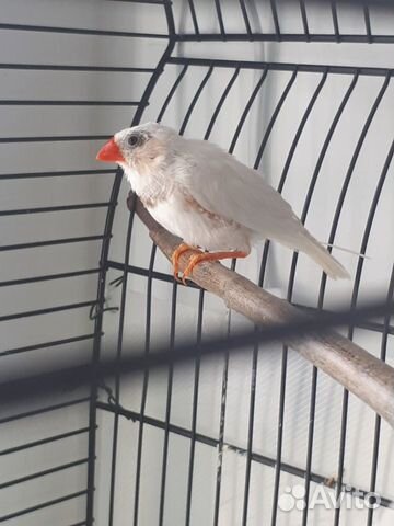 Амадин,взрослый самец