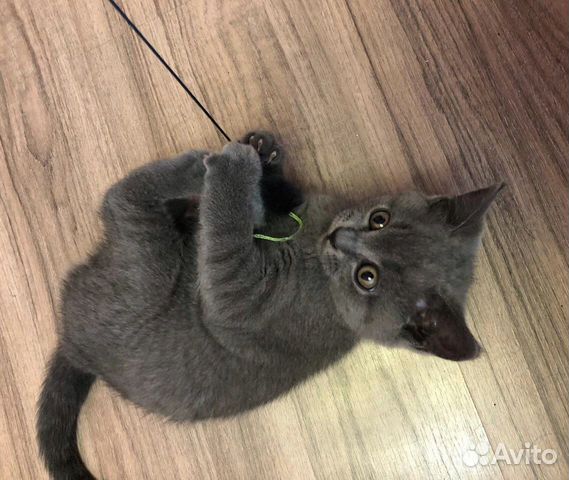 Шотландские котята