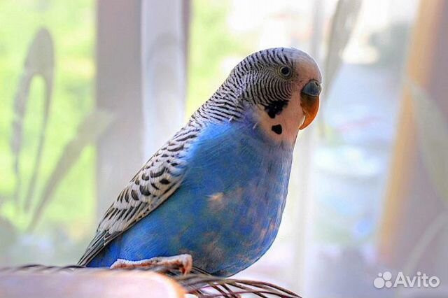 Отдадим бесплатно волнистого попугая