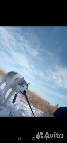Хаски бесплатно сегодня