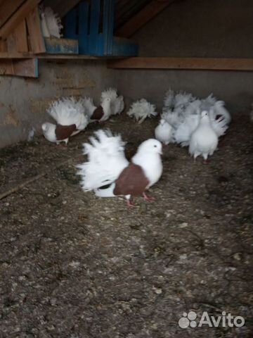 Продам голубей-Павлинов