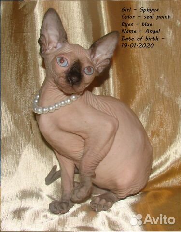 Ангельская кошечка