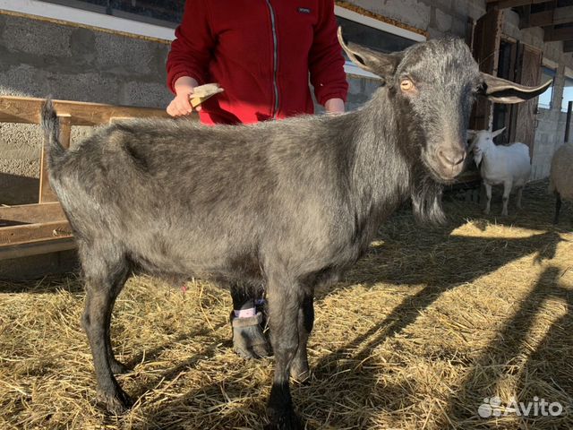 Продаётся козел и козлик