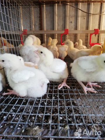 Бройллеры цыплята