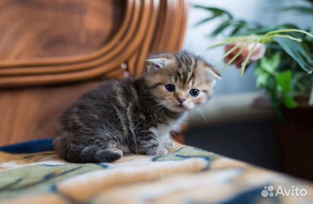 Шотландские мраморята