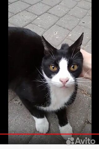 Ласковая кошка Татуся