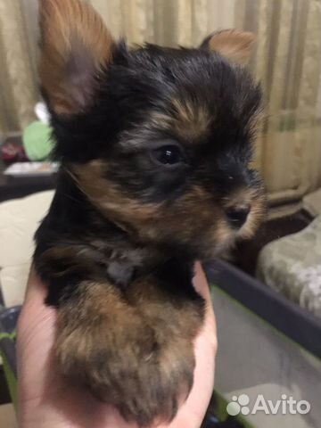 Щенки мини йорка