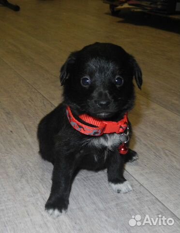 Щенки комнатной собачки