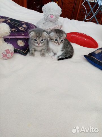 Мальчики вислоушки