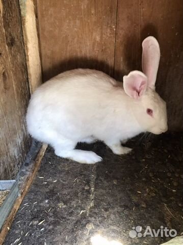 Крольчиха