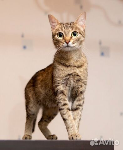 Усато-полосатая красотка