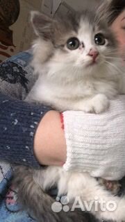 Котенок,1,5 месяца. Девочка. Выбросили на улицу. В