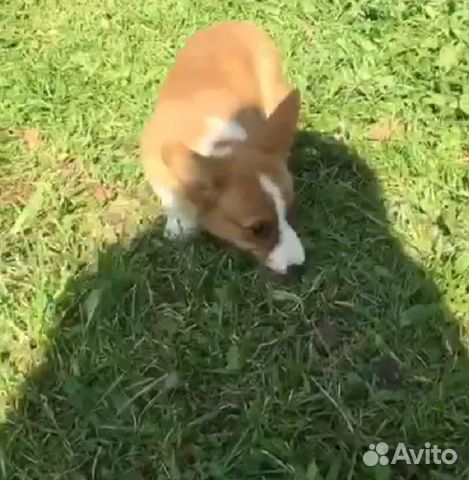 Чудесные вельшики