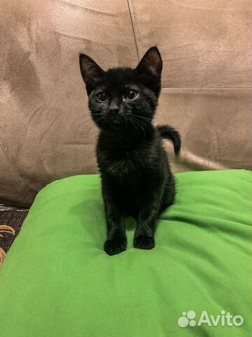 Котёнок (кошка)