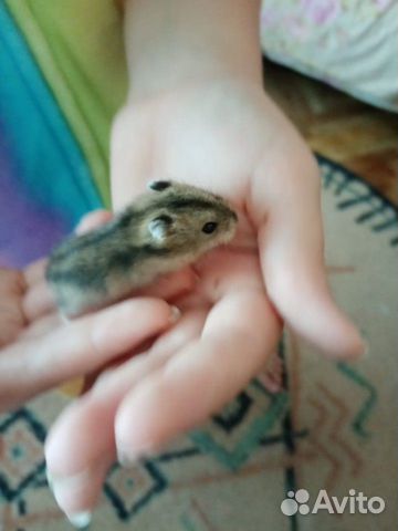 Джунгарский хомячек