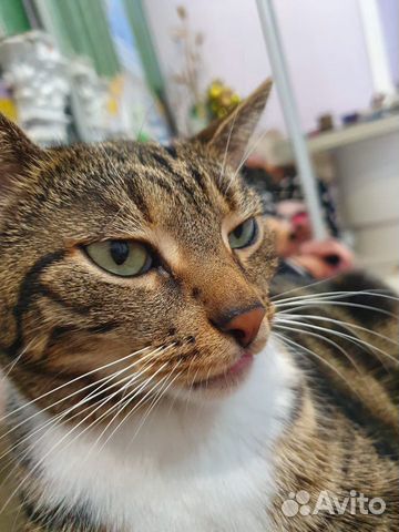Котэ