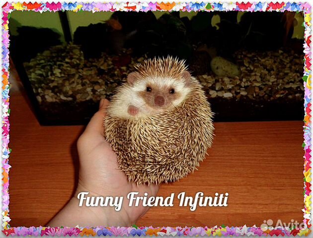 Отдам двух самок ежа. бесплатно