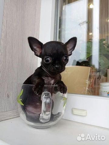 Чихуашка мини