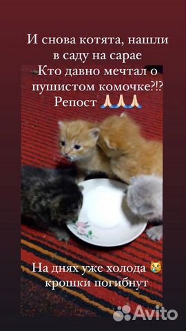 Котята в добрые руки
