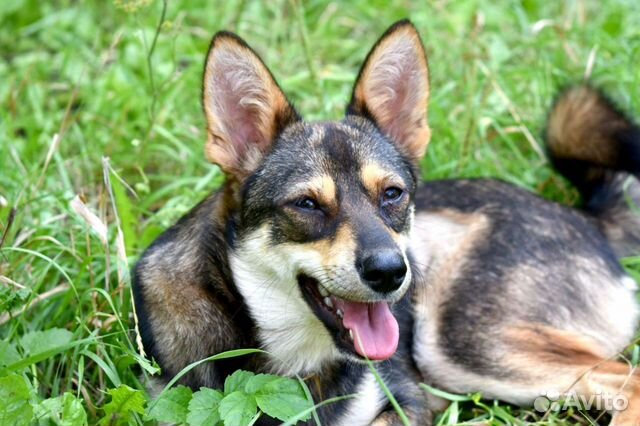 Собака подросток Бэтти в квартиру 8 месяцев