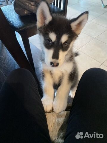 Щенок аляскинский маламут