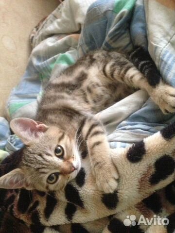 Кошечка котенок 3 месяца
