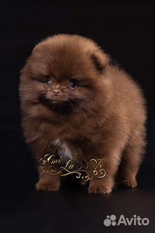 Памераский шпиц мальчик