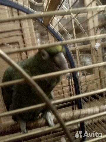 Продажа попугая миллеров амазон