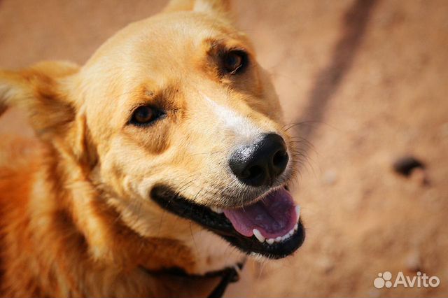 Роби в добрые руки