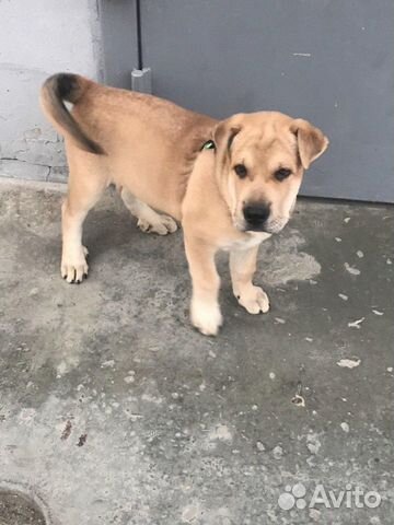 Щенок шарпея 3 месяца