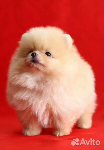 Померашки. Мальчик и девочка