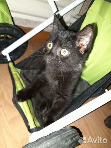Котенок