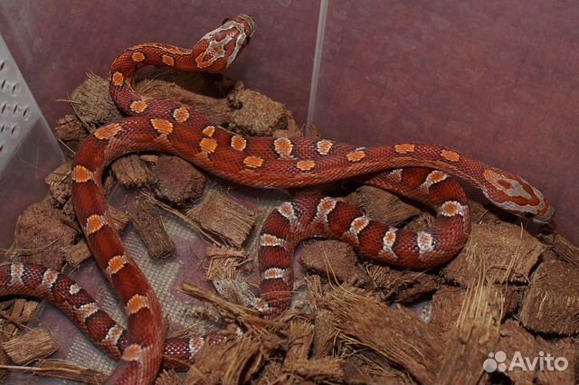 Маисовый полоз (змея, морфа bloodred). Малыши 2020