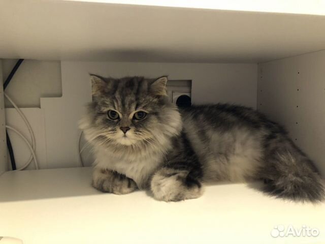 Шотландская