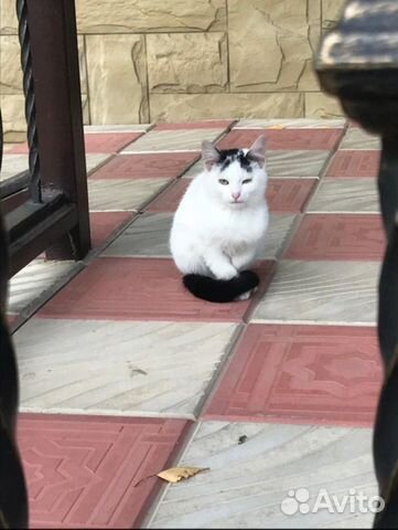 Милая кошечка