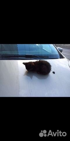 Котёнок в хорошие руки