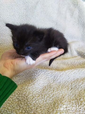 Котёнок девочка сибирская