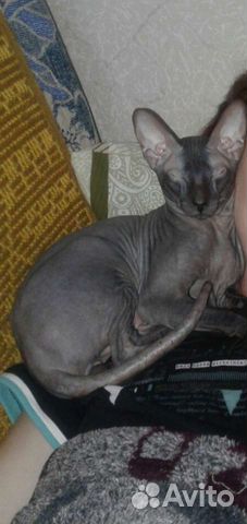 Баря, Сфинкс