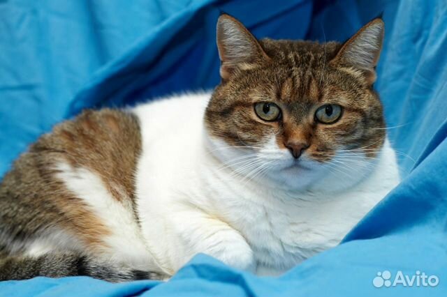 Кошка 8 лет, выкинули с запиской в переноске