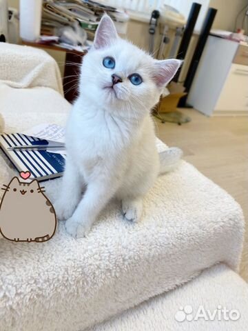 Британская шиншилла пойнт