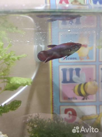 Аквариум