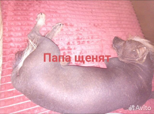 Продам щенят китайский хохлатых